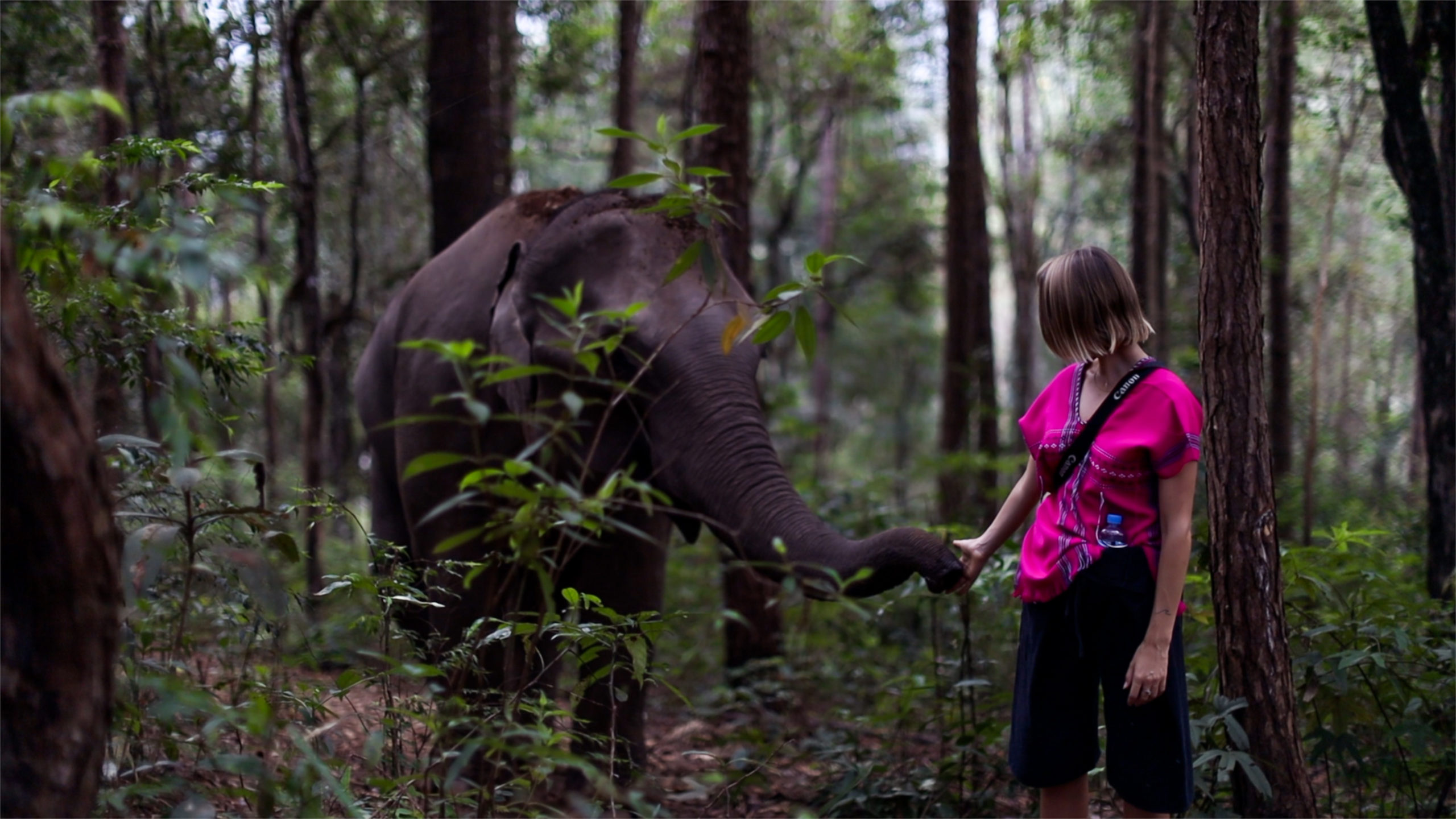 Chiang Mai Elephant Land Review - eco-friendly travelling & sustainable ...