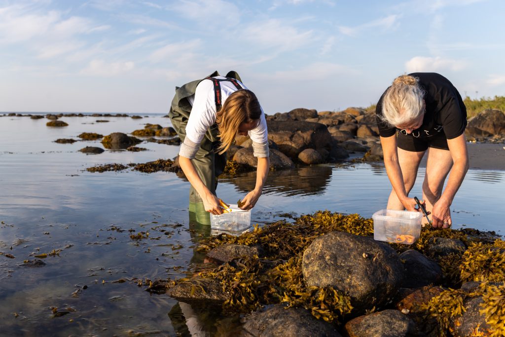 What to experience on Læsø - eco-friendly travelling & sustainable ...
